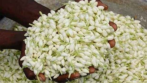 மல்லிகை பூ விலை கிலோ 280 ரூபாயாக சரிவு- Jasmine Flower price decreased