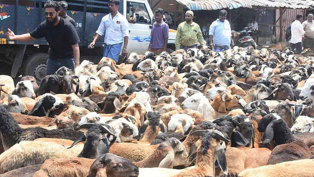 பக்ரீத் பண்டிகை - புளியந்தோப்பு ஆட்டு தொட்டியில் ஆடுகள் விற்பனை அமோகம் ...