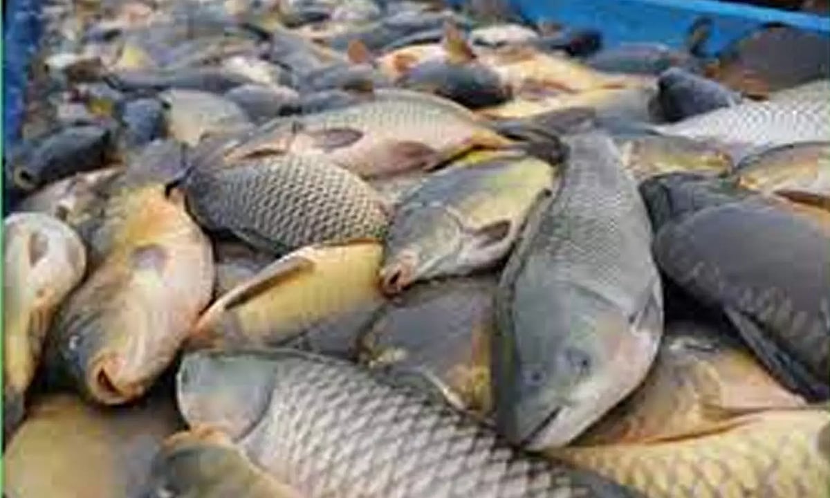 கோவைக்கு மீன்கள் வரத்து குறைவால் விலை உயர்வு