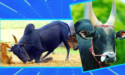 பழையகோட்டை மாட்டுத்தாவணியில் ரூ.14 லட்சத்துக்கு மாடுகள் விற்பனை