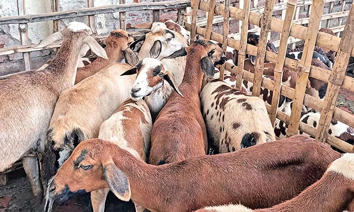 எட்டயபுரம் ஆட்டுச்சந்தையில் ரூ.7 கோடிக்கு ஆடுகள் விற்பனை