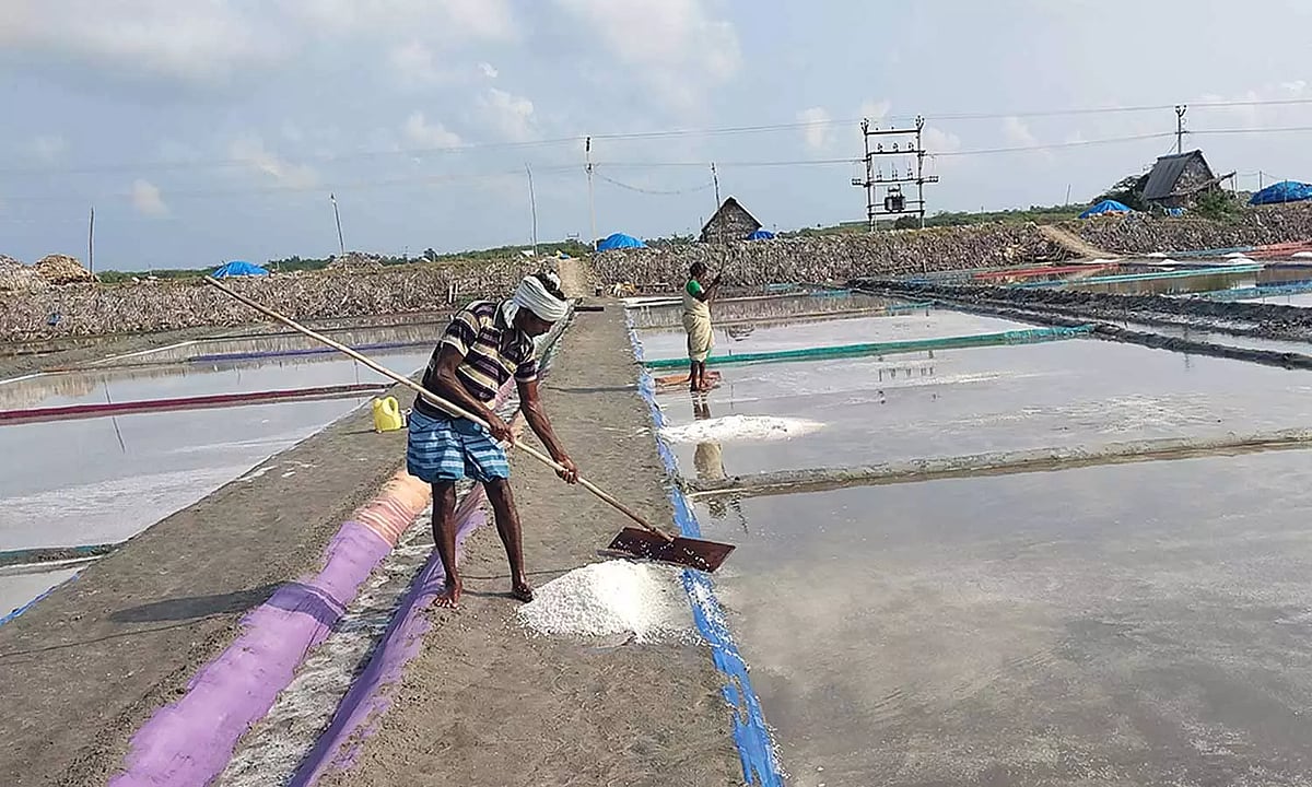 சுட்டெரிக்கும் வெயில் : வேதாரண்யத்தில் உப்பு உற்பத்தி தொடங்கியது