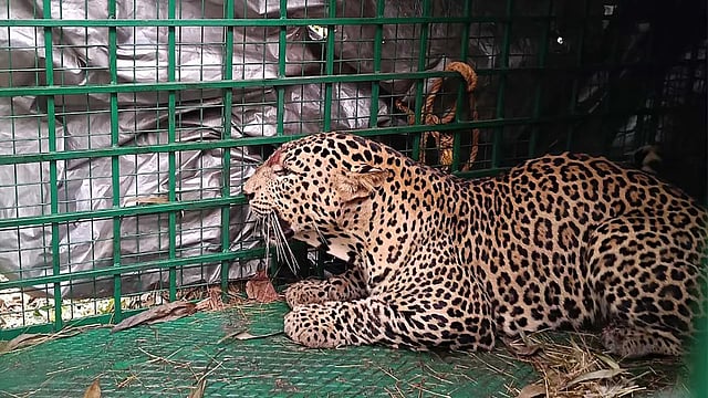 Leopard scare in Palakkad after cow found dead; forest officials launch ...