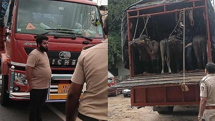 Four arrested for illegal cattle transport to Kerala, 27 buffaloes rescued