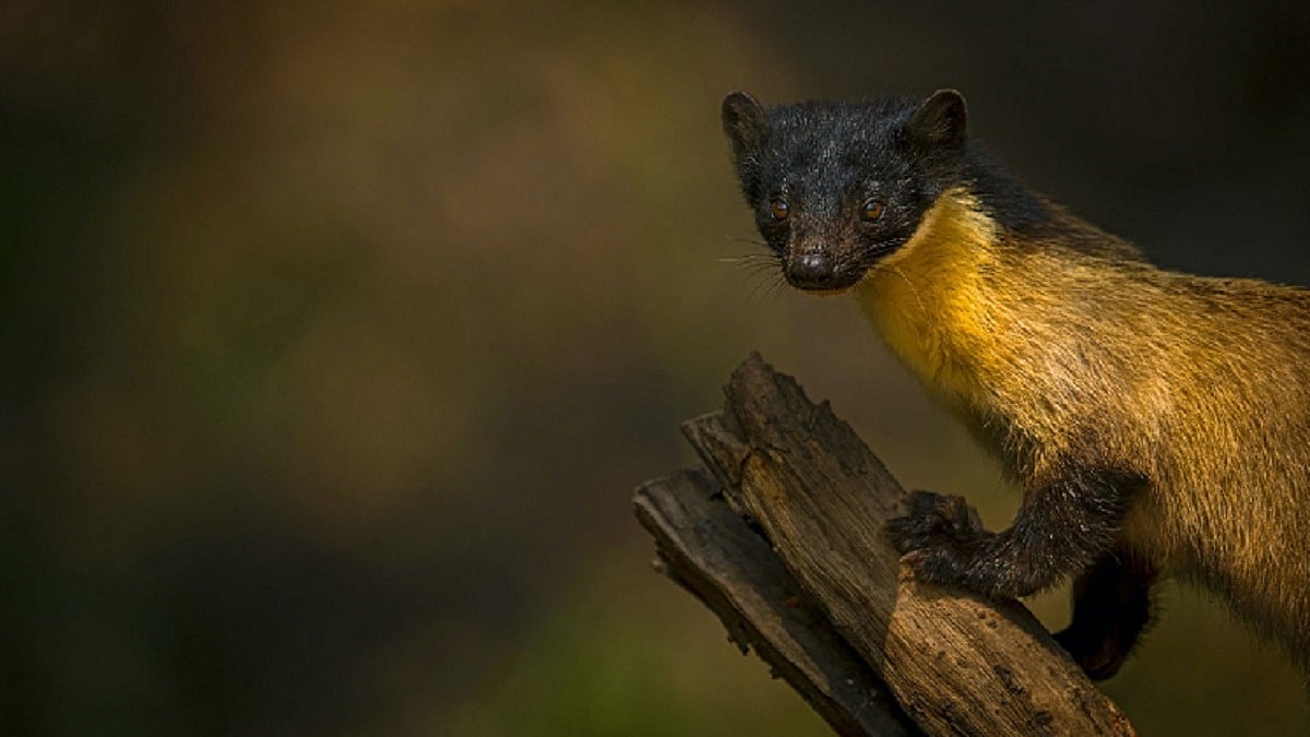 New yellow-throated marten found in Assam's Kaziranga