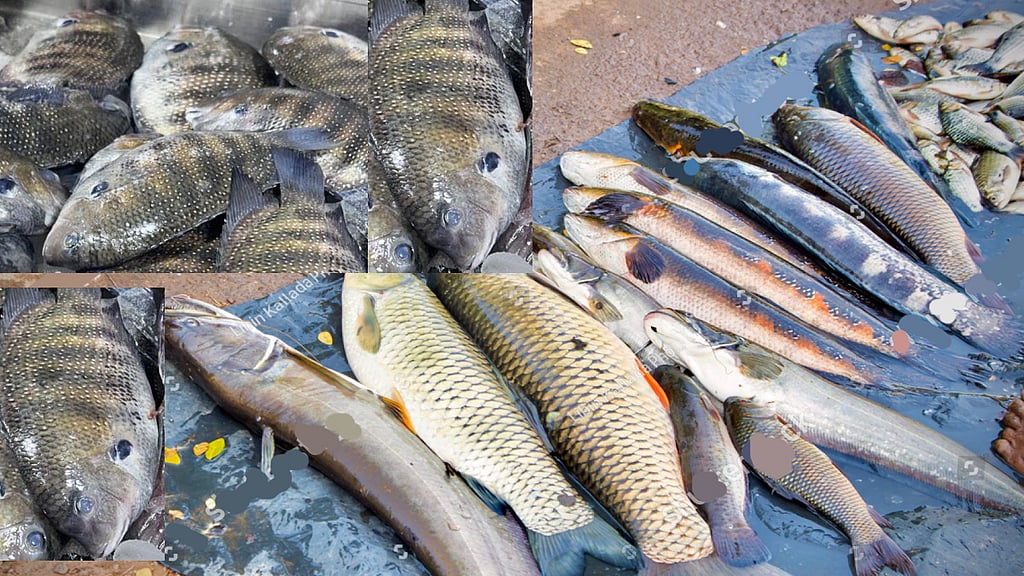 Kerala cracks down on illegal fishing to protect breeding fresh water fish