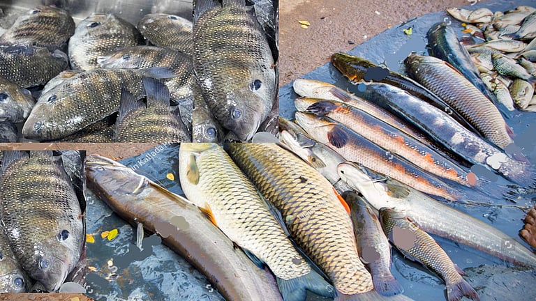 Kerala cracks down on illegal fishing to protect breeding fresh water fish
