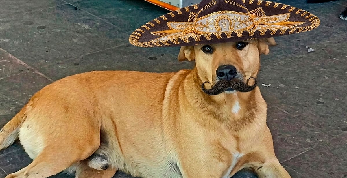 Perro caramelo entre razas mexicanas: PROPAEM