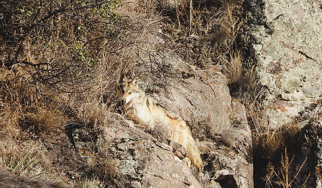 Liberan tres lobos mexicanos en Chihuahua