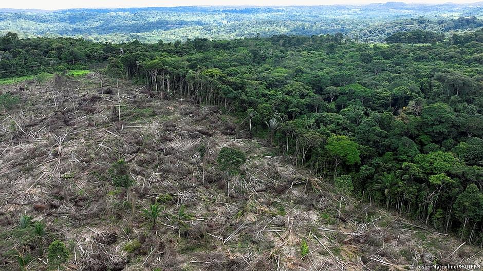 Amazon deforestation alerts fall to lowest level since 2013