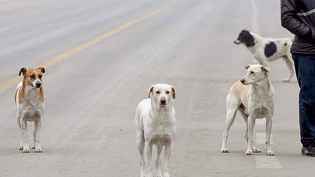 Punjab plans strict ‘no-go zones’ for strays as dog bite cases surge