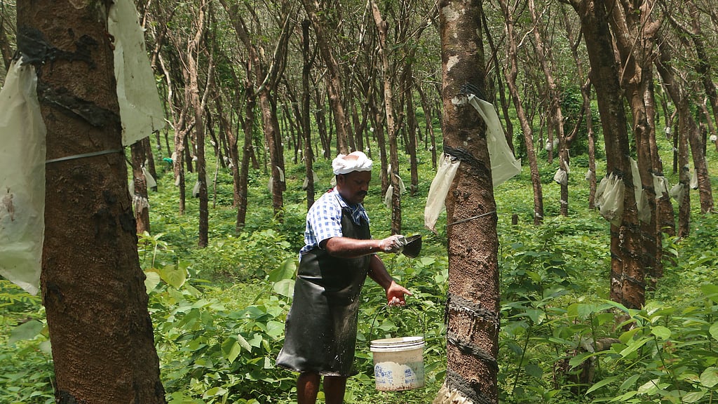 Robbers smell the ‘cash’ in rubber, nutmeg ‘crops’ in Ernakulam
