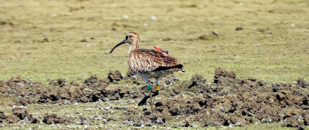 Chhattisgarh gets a rare sighting of GPS-tagged long-distance migratory ...