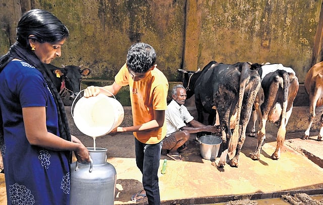 TN diary farmers