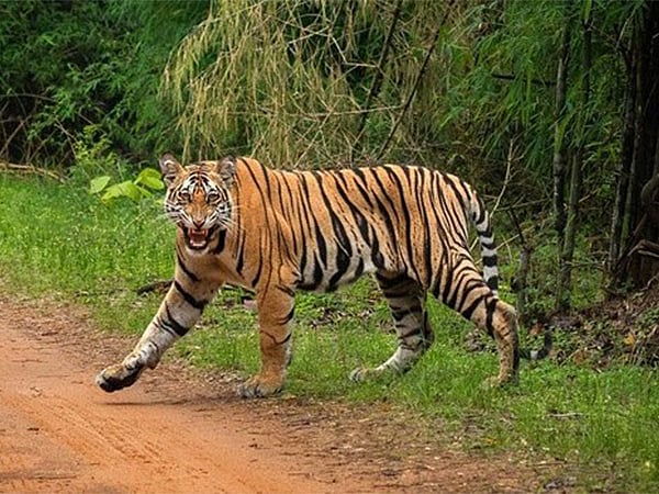 Tiger cub deaths, missing mother in Cauvery Wildlife Sanctuary raises ...