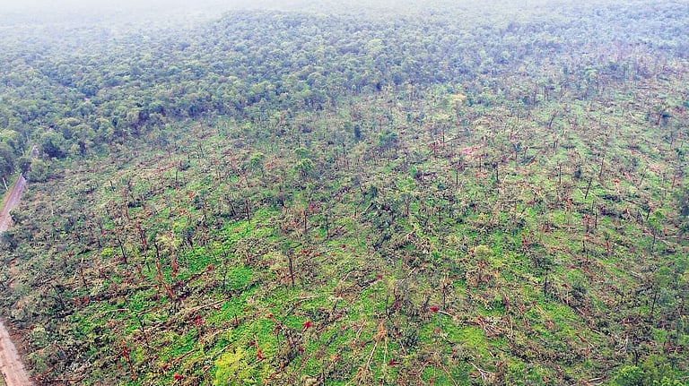 1,00,000 trees uprooted by rare weather event in Telangana