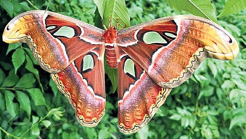 Atlas Moth spotted in Kalvarayan Hills in Kallakurichi