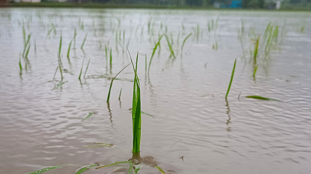 Monsoon shifts: Standing crops in danger as IMD predicts heavy rainfall