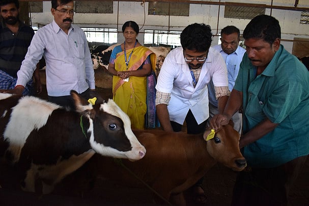 FMD vaccination drive for cattle in AP from today under National Animal ...