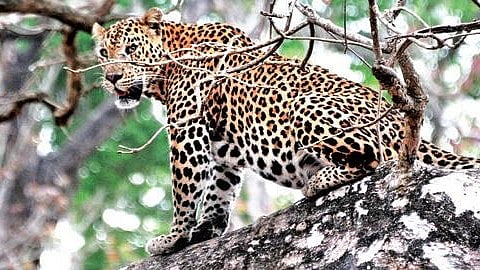 Leopard extricated from chain-link fence near Kolumam boundary ...