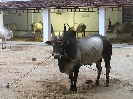 Animal husbandry department must probe into the cause of sudden death ...