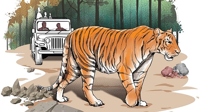 Seven killed in 20 days as tiger attacks spike in Uttarakhand