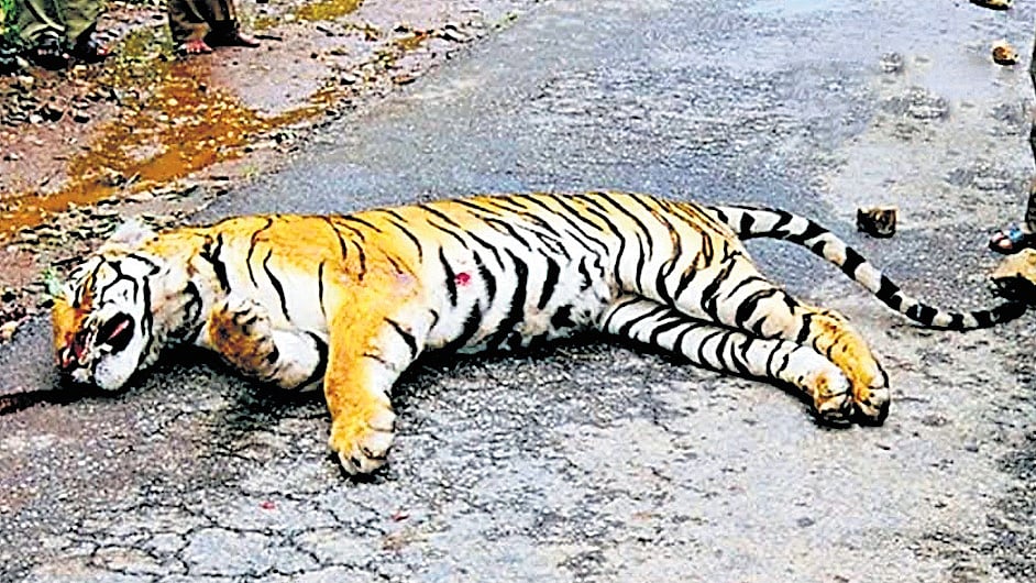 On the side: Night traffic ban in Bandipur Tiger Reserve