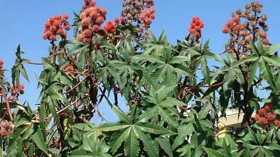 Weather woes lead to lower castor production in India