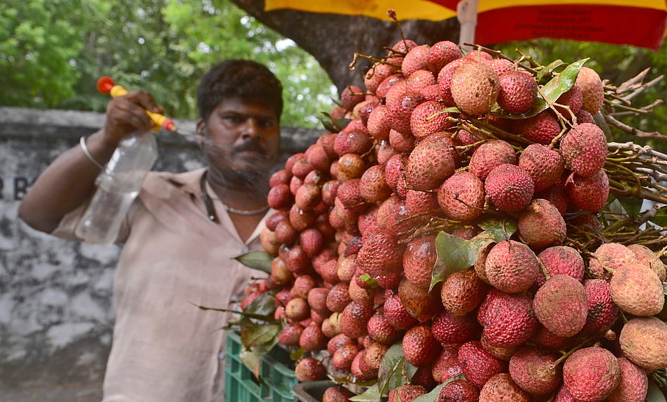 Task force established to tackle Bihar's litchi crop from stink bug ...