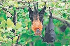 Nipah, Shigella, malaria: Infectious diseases threat puts health ...