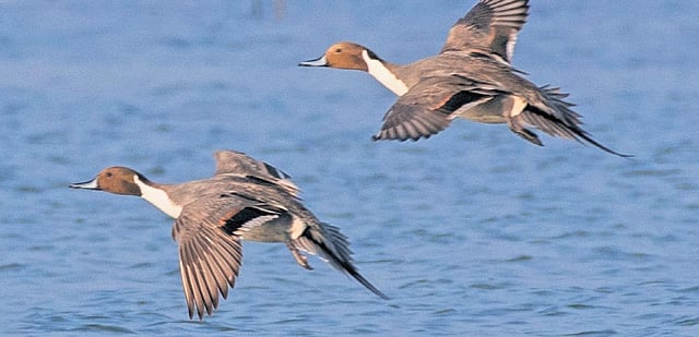 New study documents 452 bird species across Telangana, including first ...