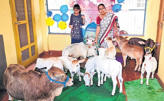 New nano-cow breeding by Nadipathy practitioner in Andhra's Kakinada ...
