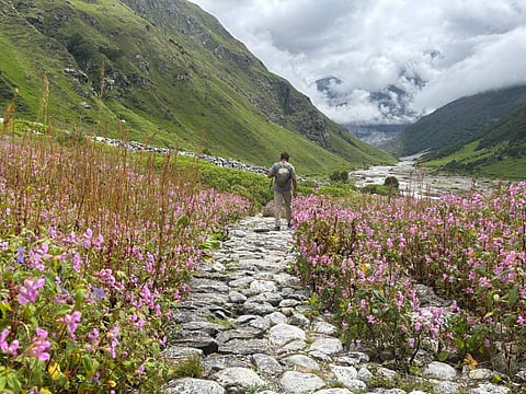 Bloom & boom: Valley of Flowers in Uttrakhand expects record tourists ...
