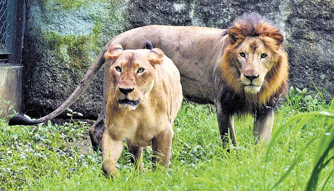 Gujarat’s Asiatic lion health scare eases, but fresh lioness death ...