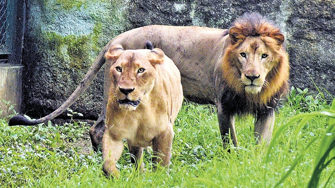 Gujarat’s Asiatic lion health scare eases, but fresh lioness death ...