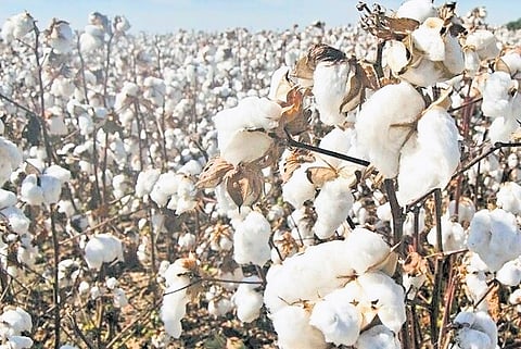 After North, adverse weather triggers pest attack on cotton crops in ...