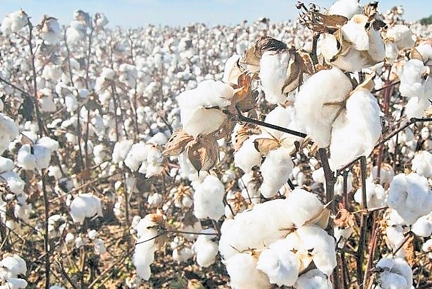 After North, adverse weather triggers pest attack on cotton crops in ...