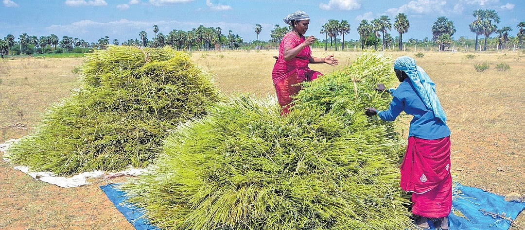 Paddy procurement has shot up in four years: TN govt