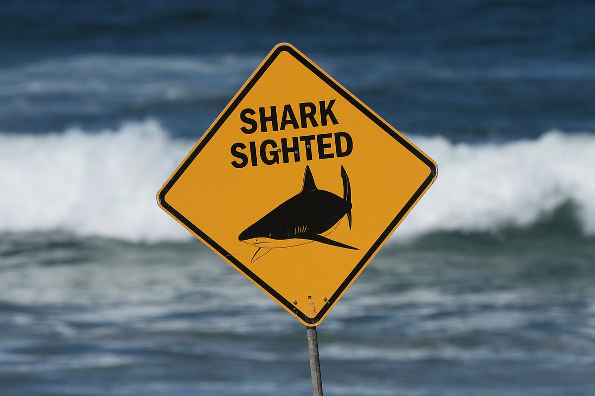 Shark kills diver off Western Australia