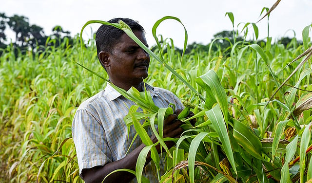 Hit by climate change, surging costs, Thoothukudi farmers switch from ...