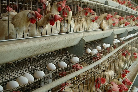 Namakkal egg prices hit record high of Rs 6.45