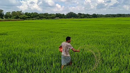 Erratic rain, resilient crops – how 2025 shaped agriculture in Karnataka