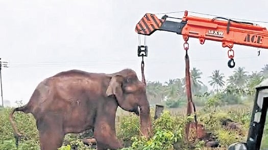 Jumbo rescued from muddy pit released into reserve forest in TN