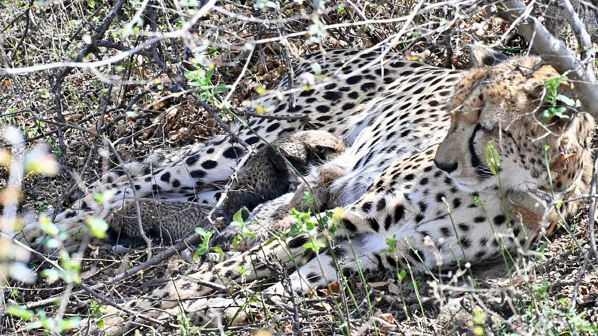 Cheetah gives birth to four cubs at MP's Kuno National Park; first ...