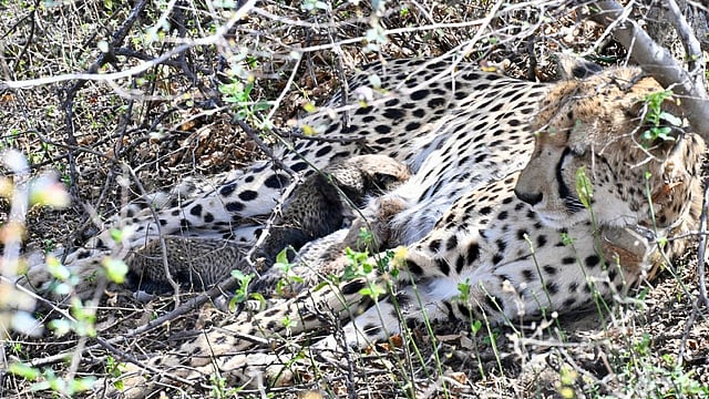Cheetah gives birth to four cubs at MP's Kuno National Park; first ...