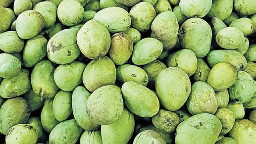 Mango trade picks up pace at Nunna market