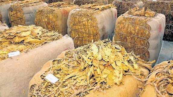 Tobacco farmers reel under mounting losses as prices remain stagnant in ...