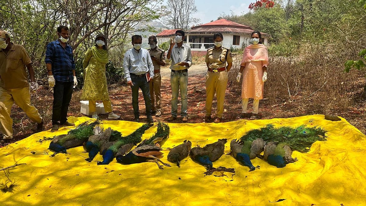 Influenza-like illness breakout likely after bird flu case, alerts ...