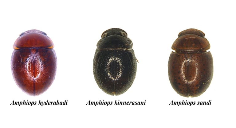 Three new aquatic beetle species discovered in Telangana, UP