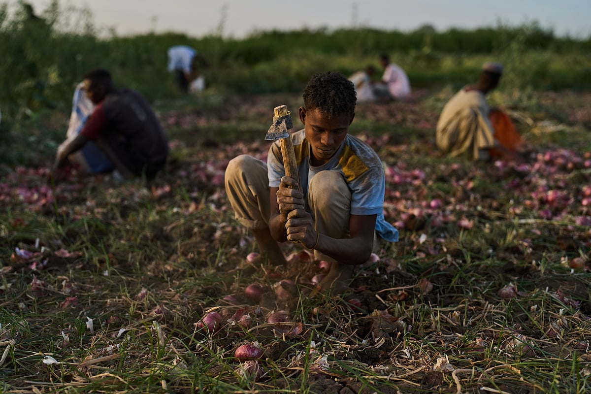 Sudan was already at war and hungry, now its farmers are hit by another ...